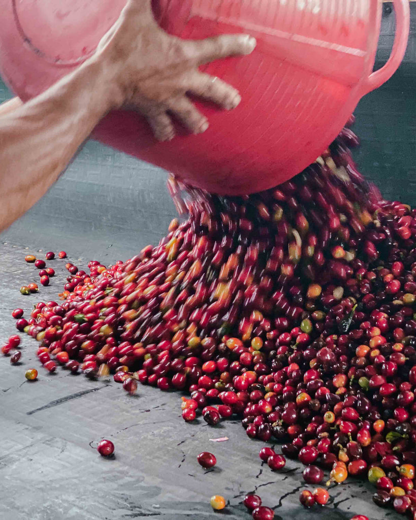 Win a trip to Colombia – Yallah Coffee