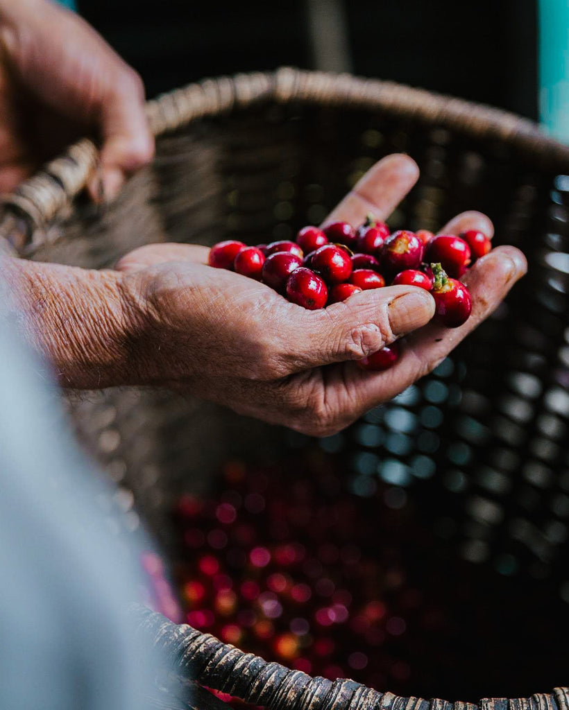 Win a trip to Colombia – Yallah Coffee